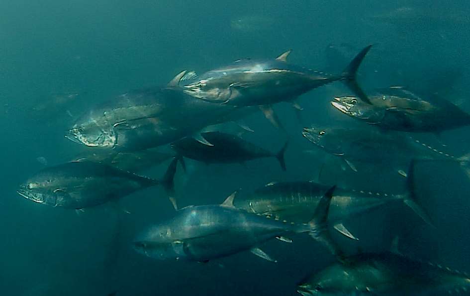 Pacific bluefin tuna are on a path to recovery | Stories | Seafood Watch