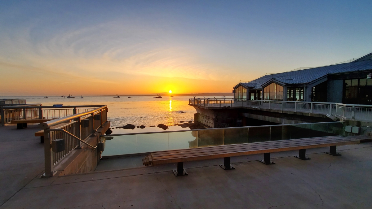 It's squid season on Monterey Bay | Stories | Monterey Bay Aquarium