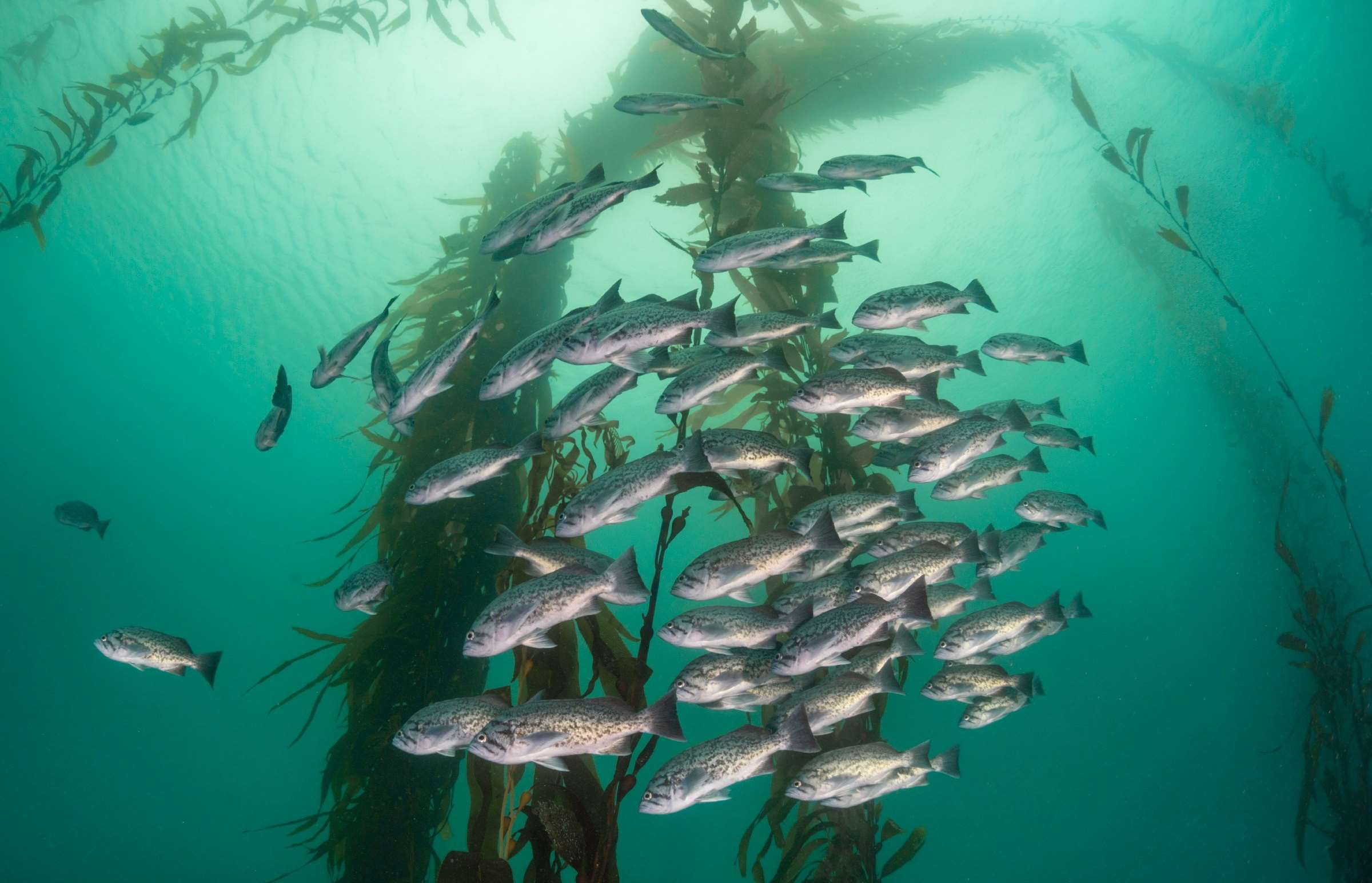 What is sustainable seafood? | Seafood basics | Seafood Watch