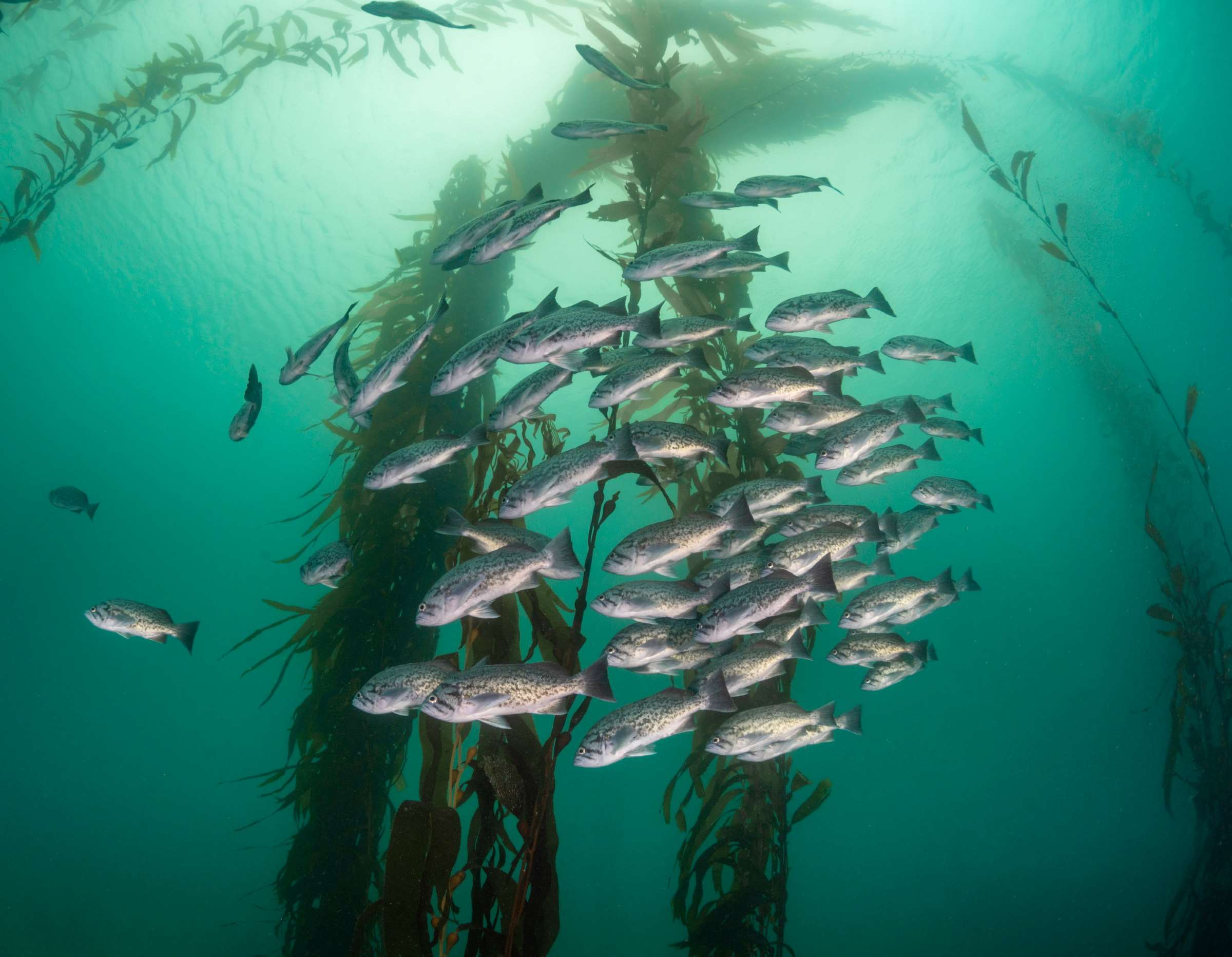 Collaborations | Seafood Watch