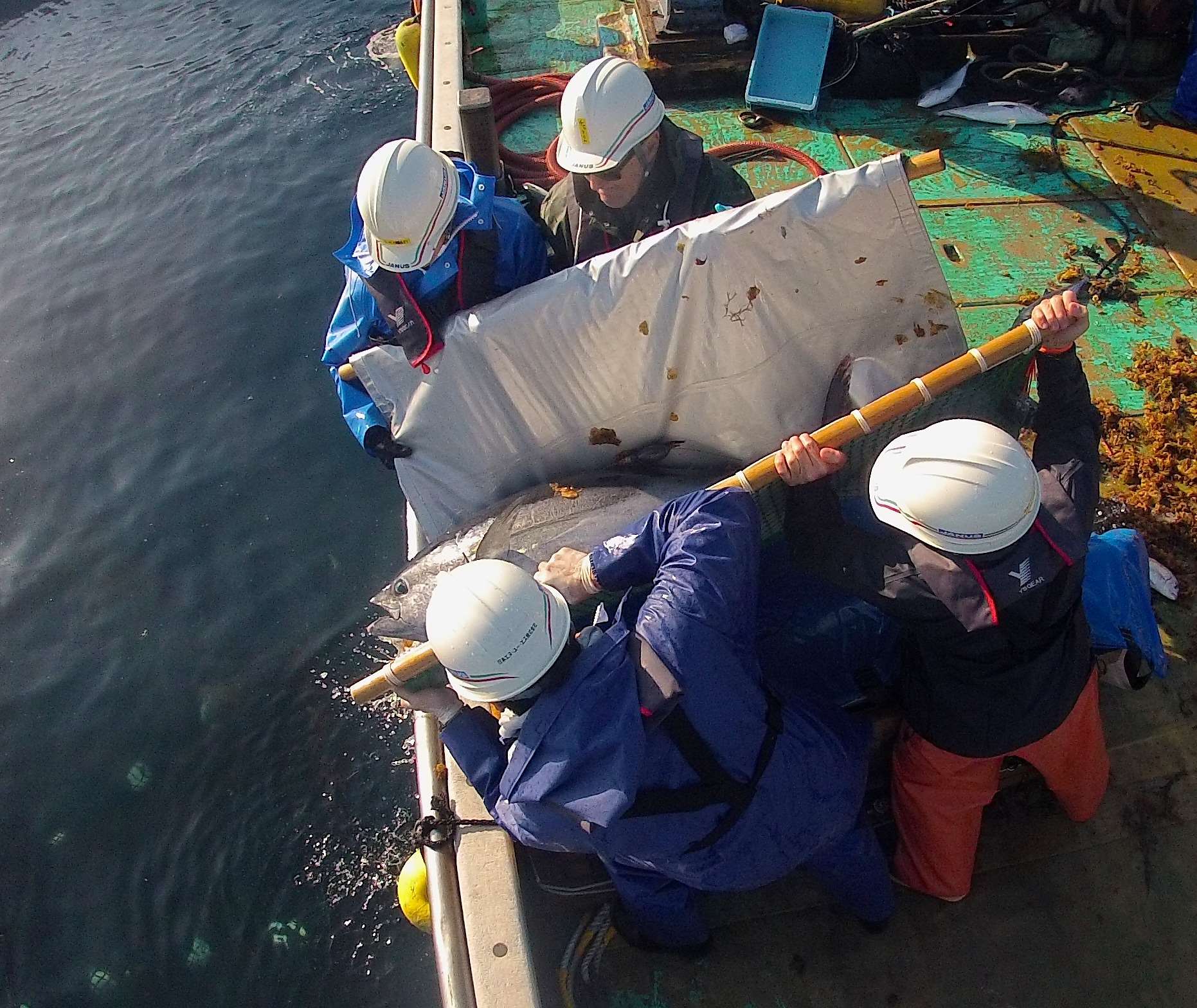 Pacific bluefin tuna are on a path to recovery | Stories | Seafood Watch