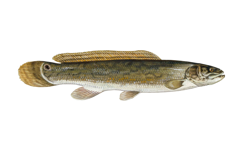 Search sustainable seafood recommendations by Seafood Watch