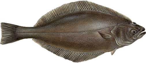 Search sustainable seafood recommendations by Seafood Watch