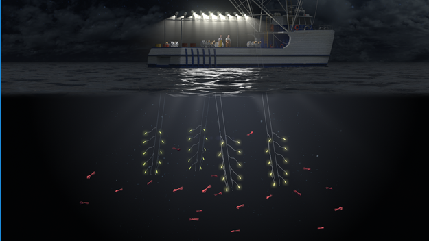 Pacific halibut Halibut seafood recommendation | Seafood Watch