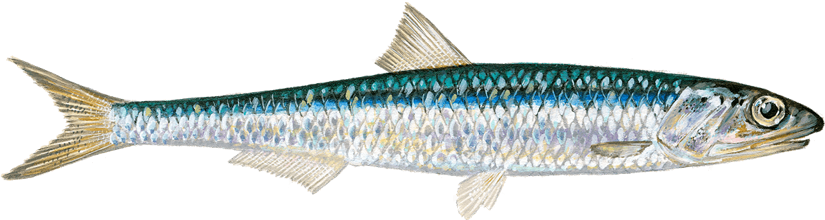 European anchovy Anchovy seafood recommendation | Seafood Watch