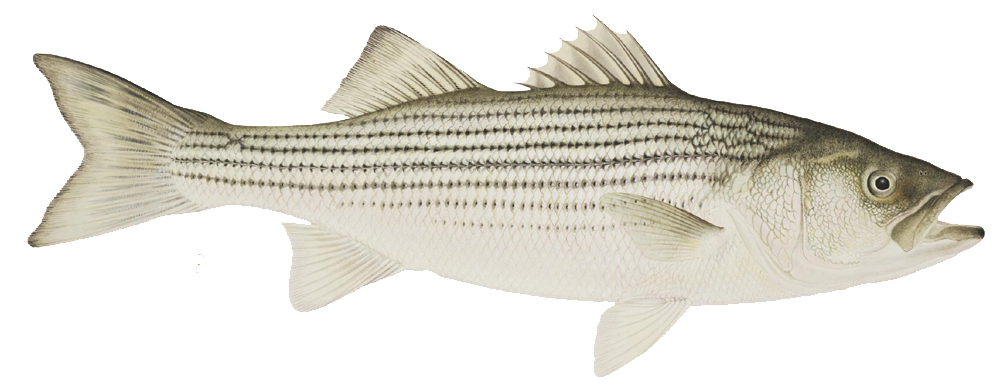 Striped bass Bass seafood recommendation | Seafood Watch