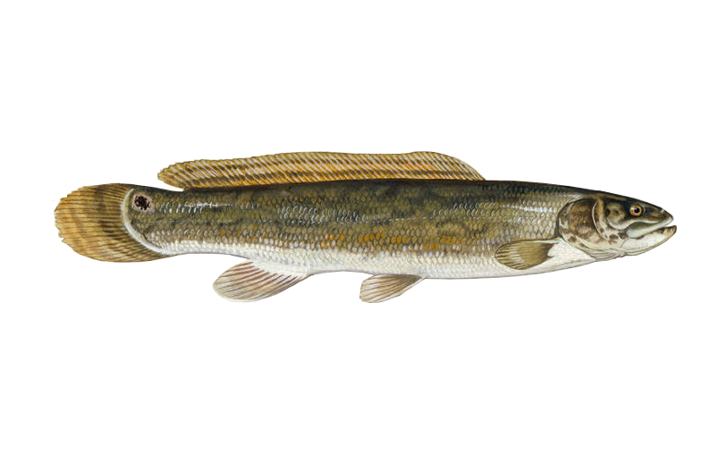 Bowfin Bowfin seafood recommendation | Seafood Watch