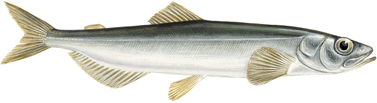 Capelin Capelin seafood recommendation | Seafood Watch