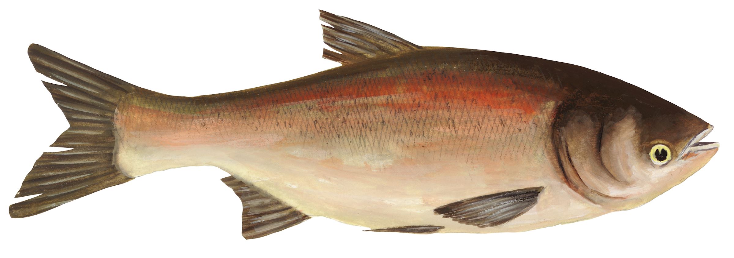Silver carp Carp seafood recommendation | Seafood Watch