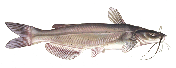 Seafood guides | Recommendations | Seafood Watch