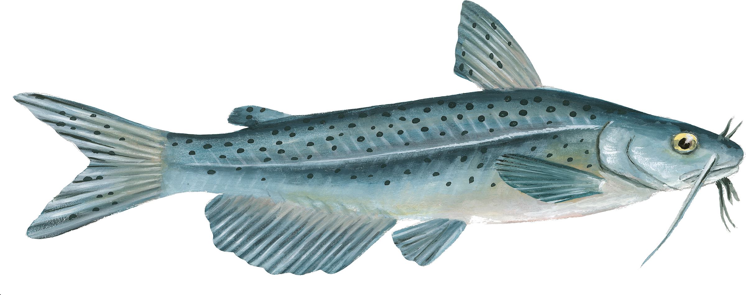 Blue catfish Catfish seafood recommendation | Seafood Watch