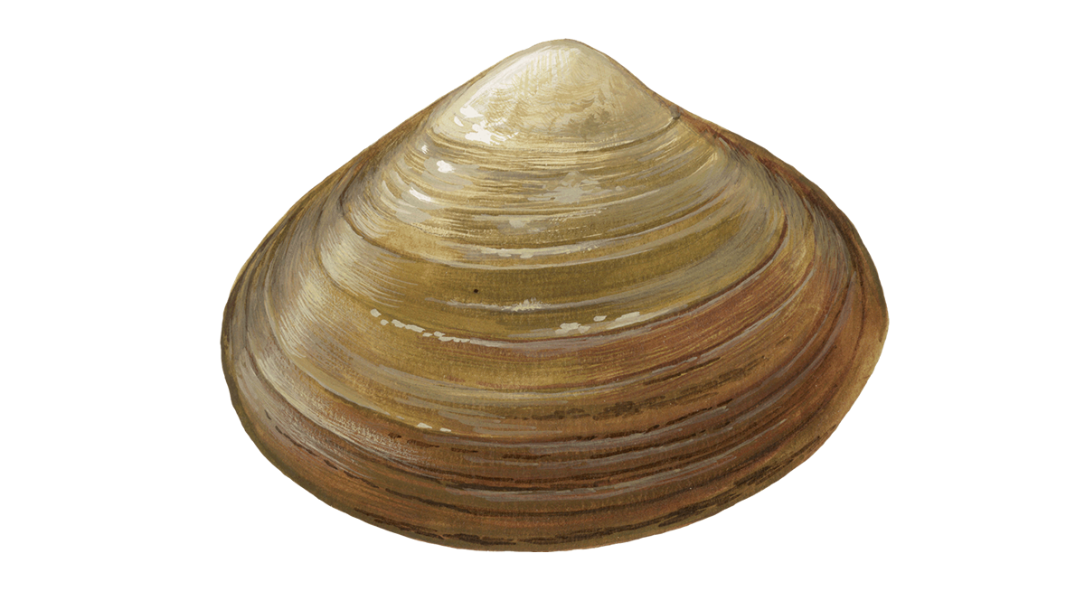 Atlantic surfclam Clams seafood recommendation | Seafood Watch