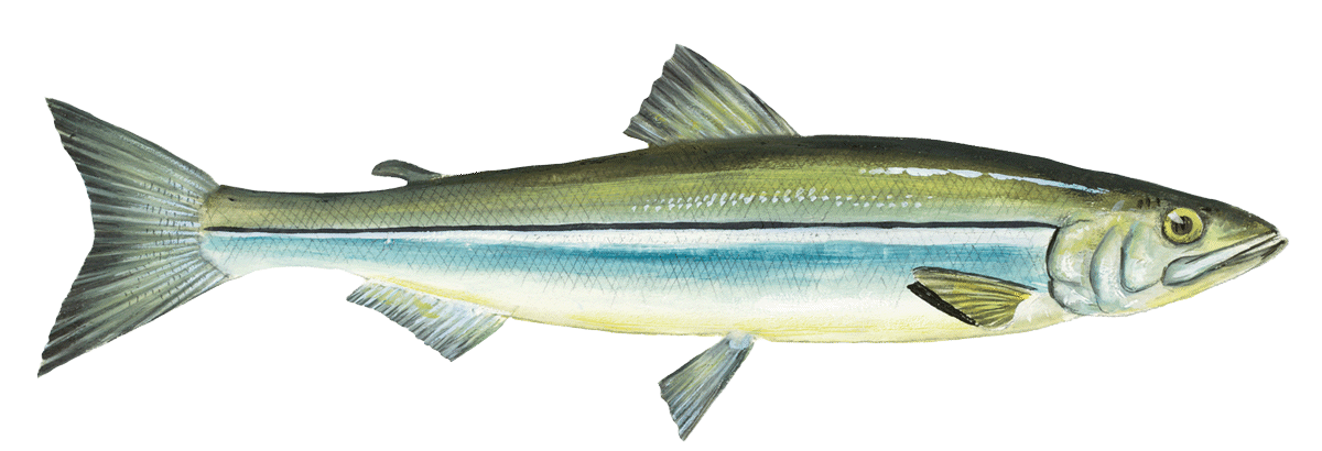 Cobia Cobia seafood recommendation | Seafood Watch
