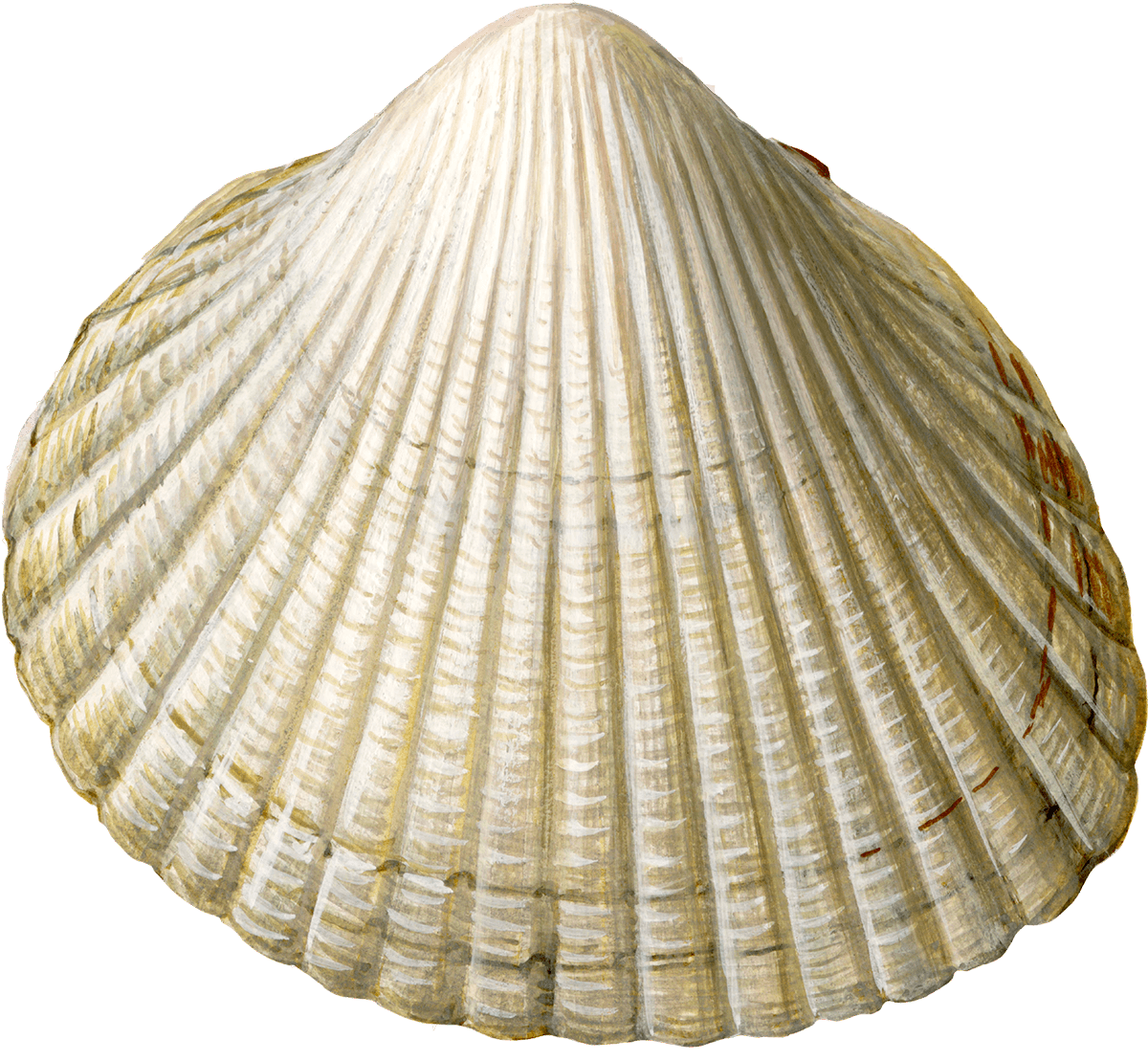 Common cockle Cockles seafood recommendation | Seafood Watch