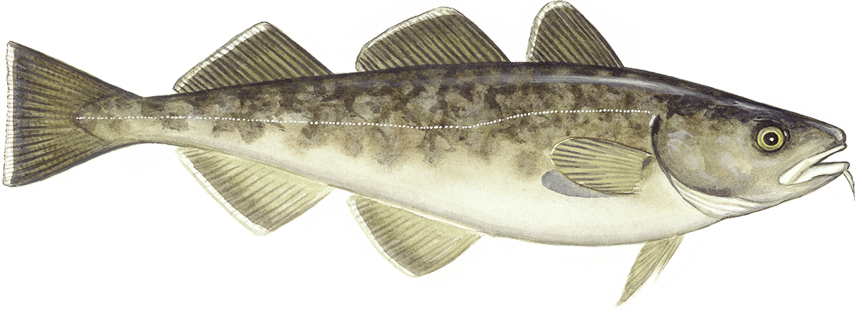 Pacific cod Cod seafood recommendation | Seafood Watch