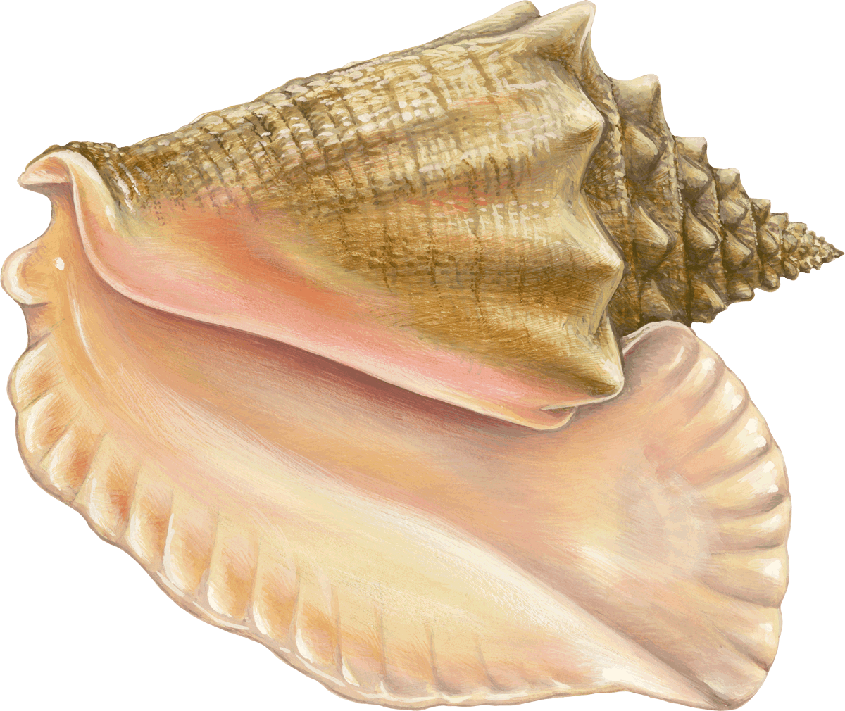 Queen conch Conch seafood recommendation | Seafood Watch