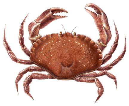 Atlantic rock crab Crab seafood recommendation | Seafood Watch