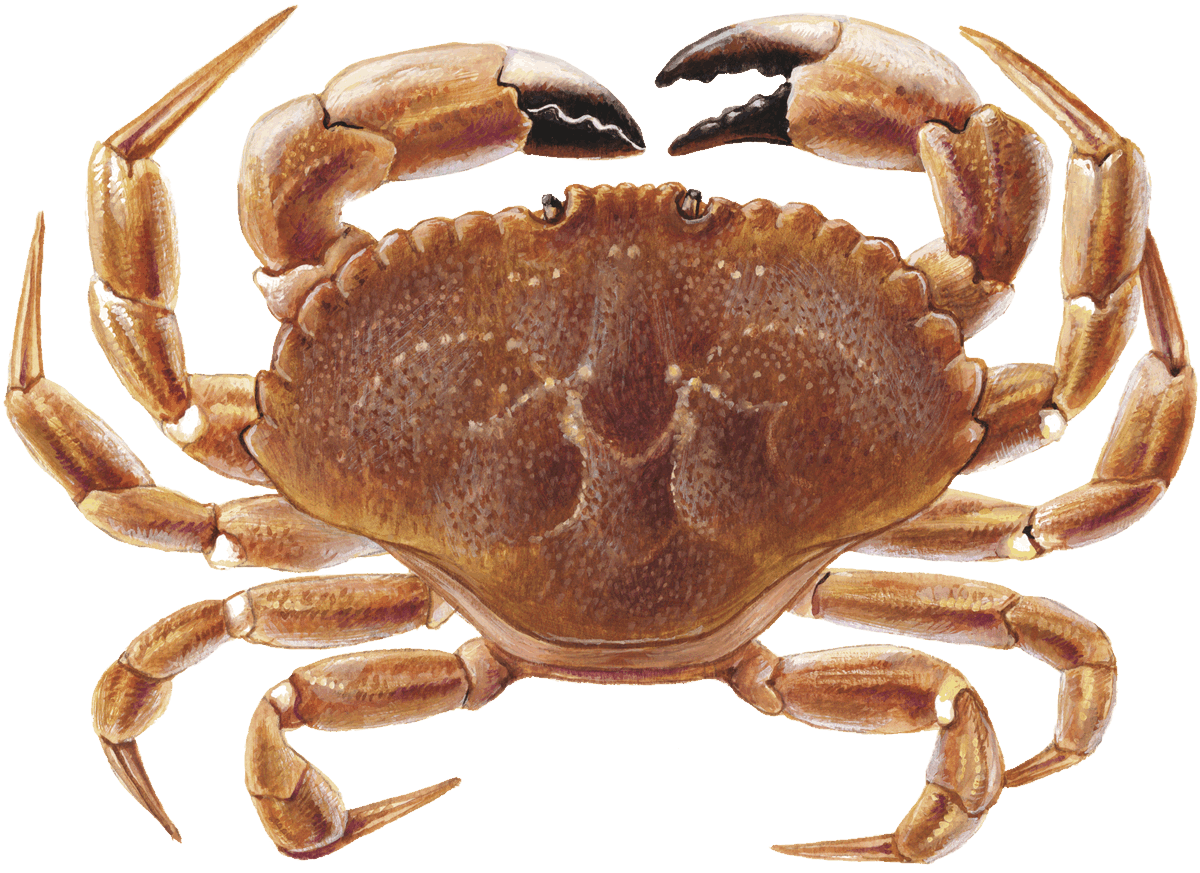 Jonah crab Crab seafood recommendation | Seafood Watch