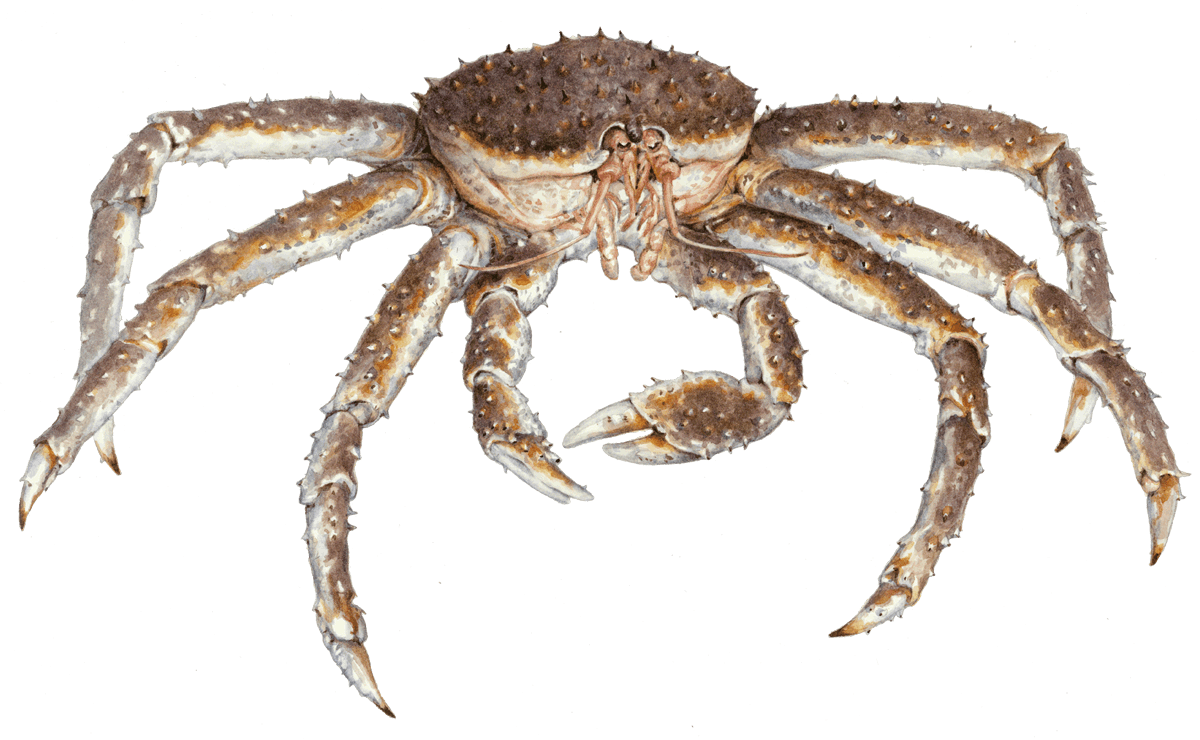 Sustainable crab guide | Seafood Watch