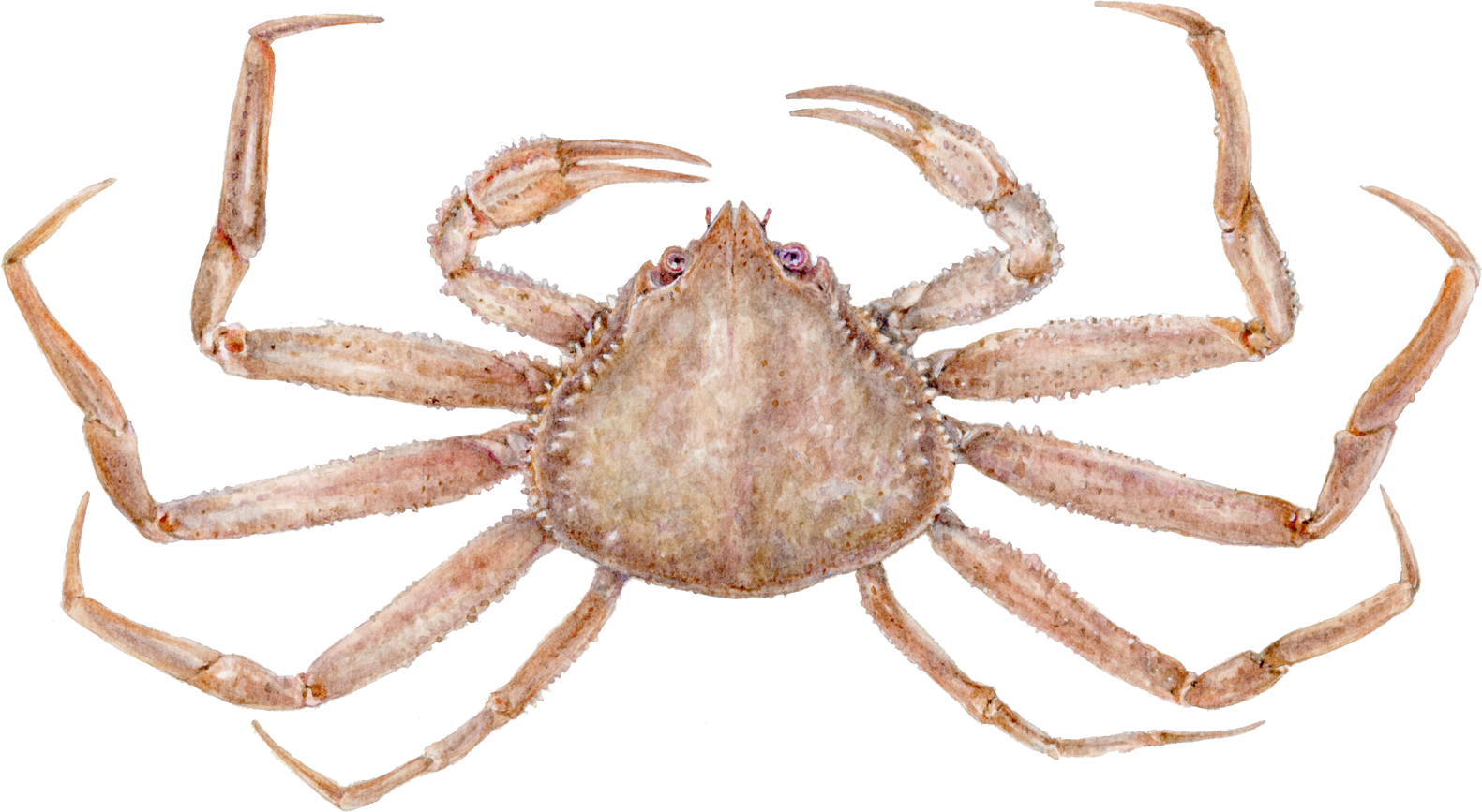 Southern Tanner crab Crab seafood recommendation | Seafood Watch