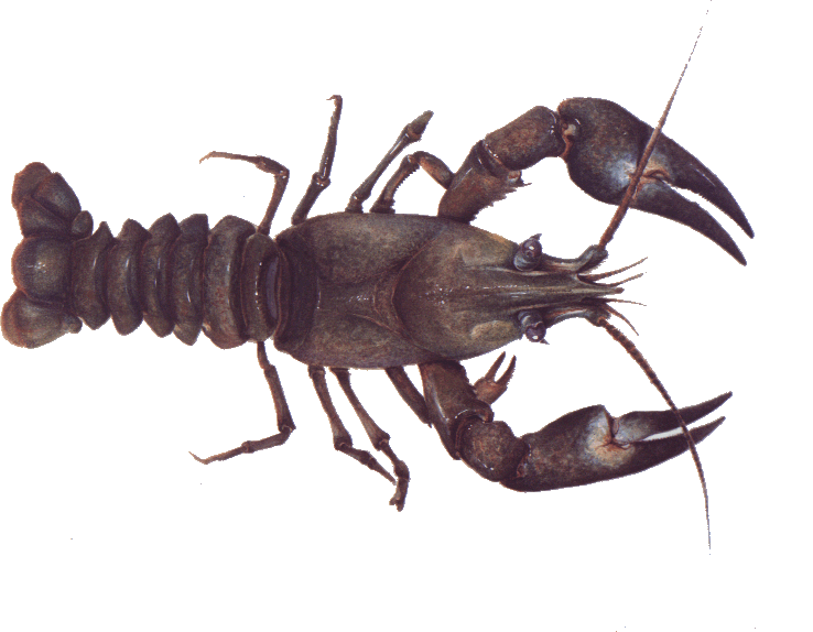 Crawfish Traps Achafayla Basin Hollier On Da Bayou: South Farm