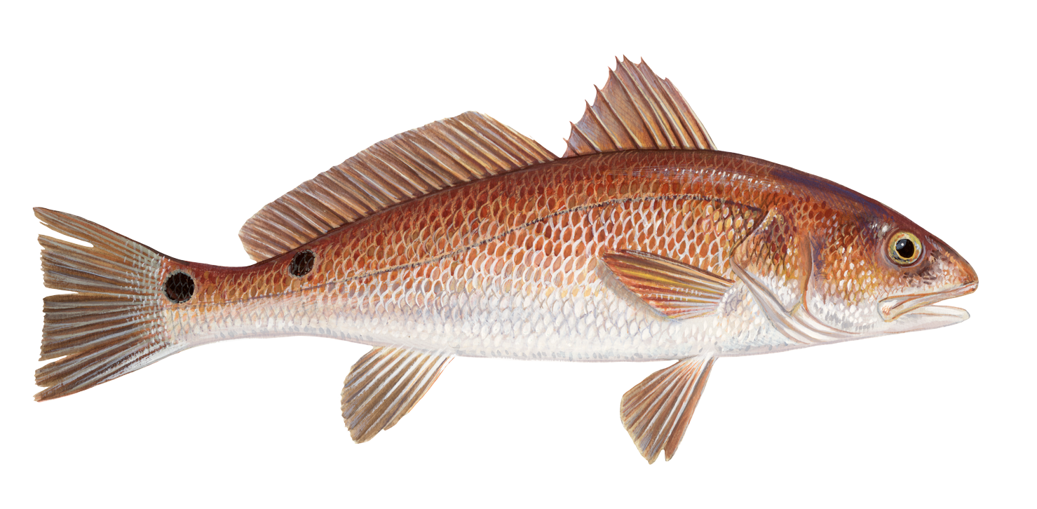 Red drum Drum seafood recommendation | Seafood Watch