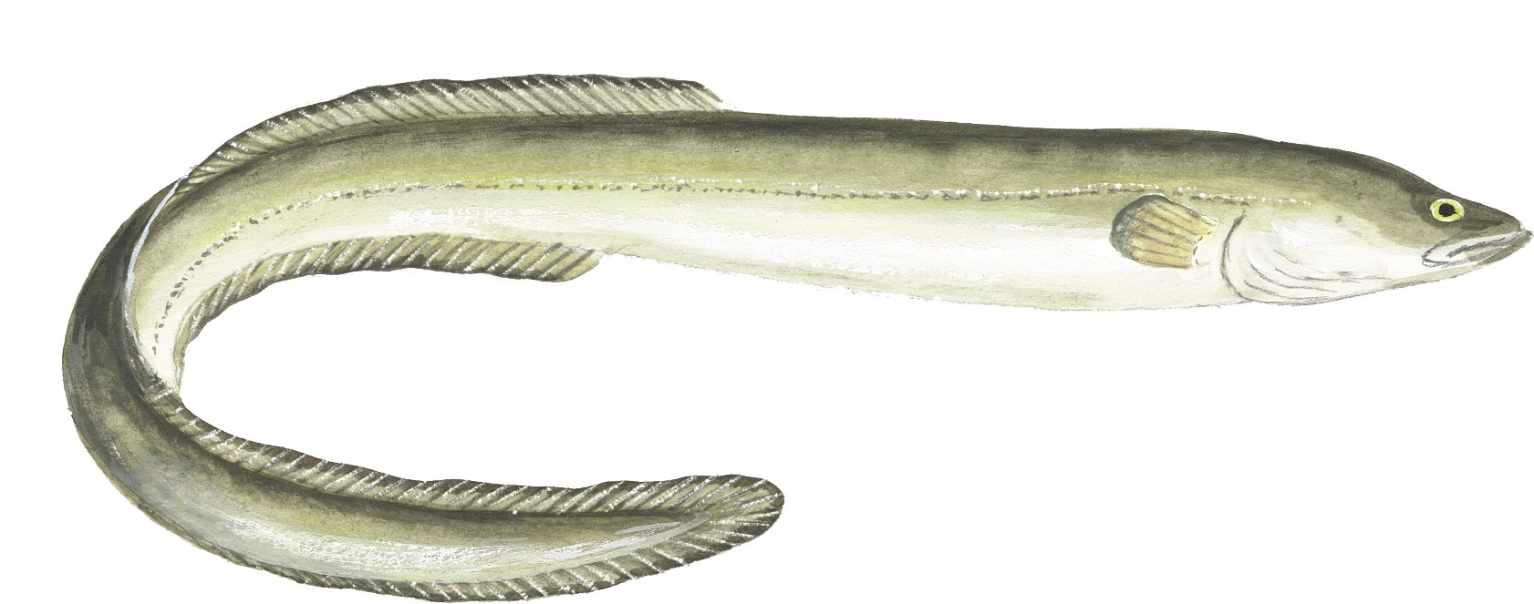 American eel Eel seafood recommendation | Seafood Watch