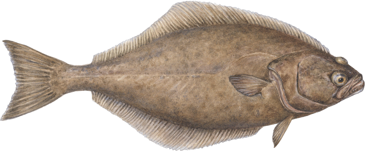 Witch flounder Flounder seafood recommendation | Seafood Watch