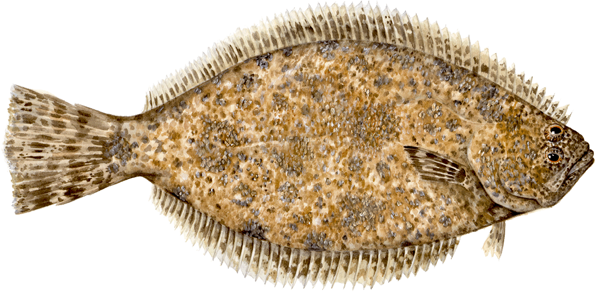 California flounder Flounder seafood recommendation | Seafood Watch
