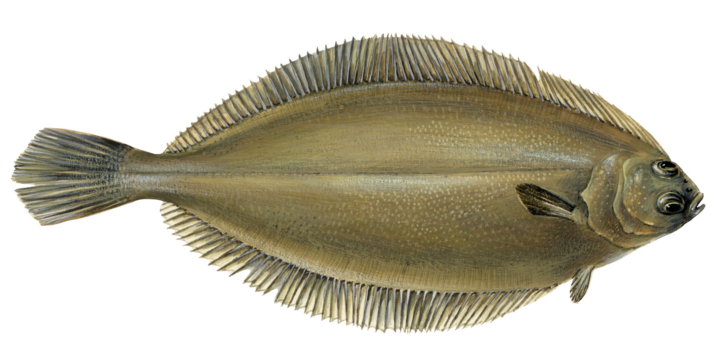 Witch flounder Flounder seafood recommendation | Seafood Watch