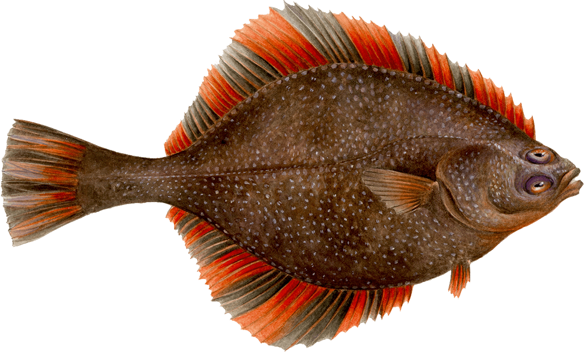 Starry Flounder