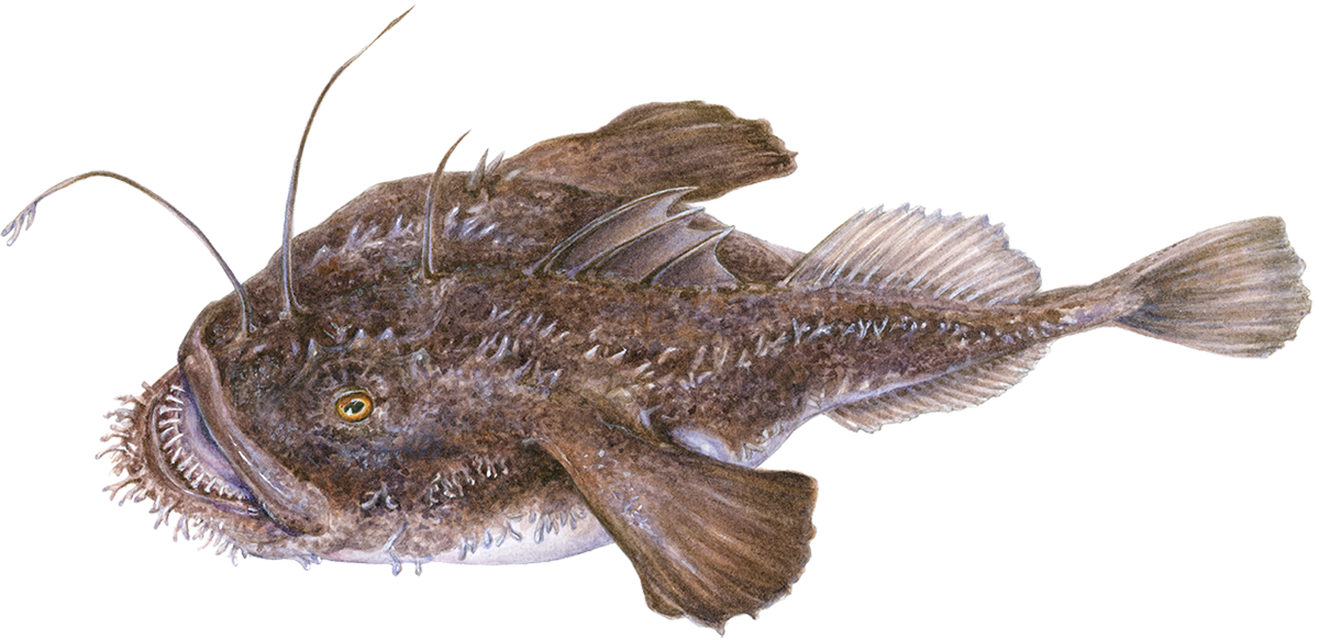 Anglerfish Goosefish seafood recommendation | Seafood Watch
