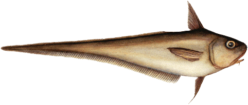 Giant Grenadier Fish