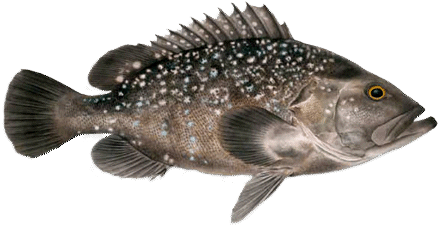 Hawaiian grouper/Hapu‘upu‘u Grouper seafood recommendation | Seafood Watch