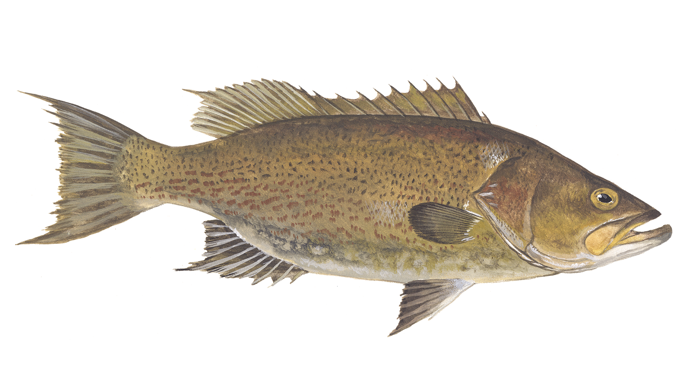 Scamp Grouper seafood recommendation | Seafood Watch