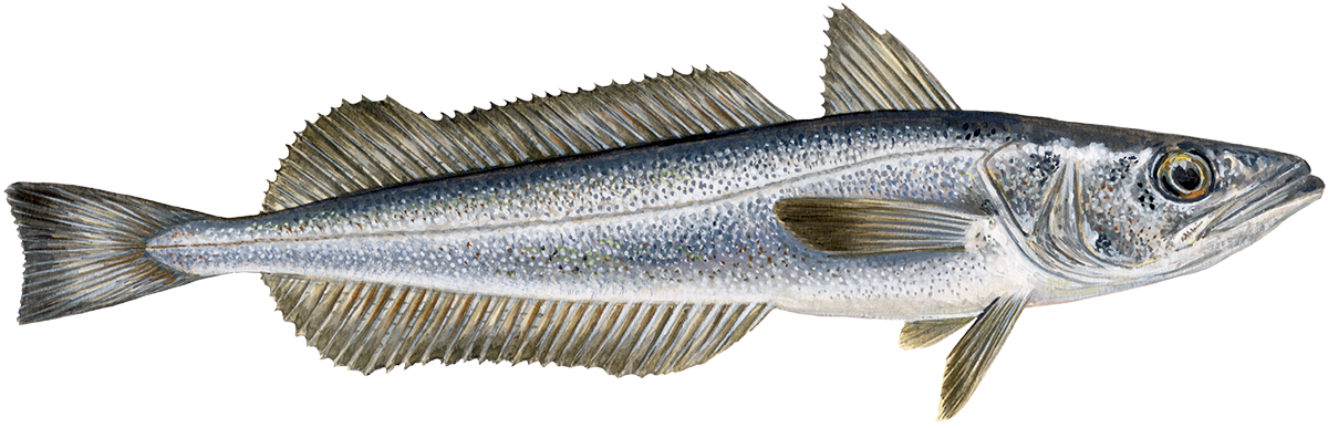 Cape hake Hake seafood recommendation | Seafood Watch