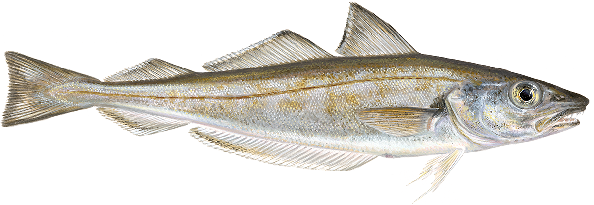White hake Hake seafood recommendation | Seafood Watch