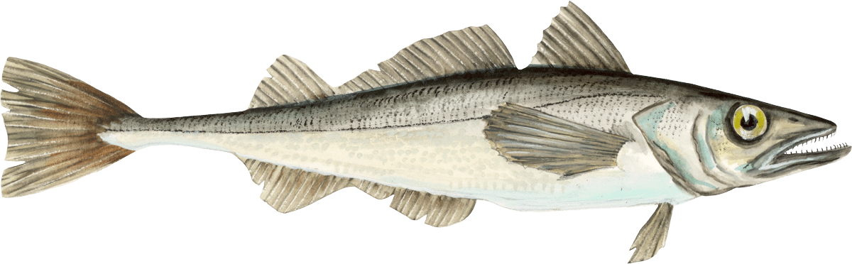 Pacific whiting Hake seafood recommendation | Seafood Watch