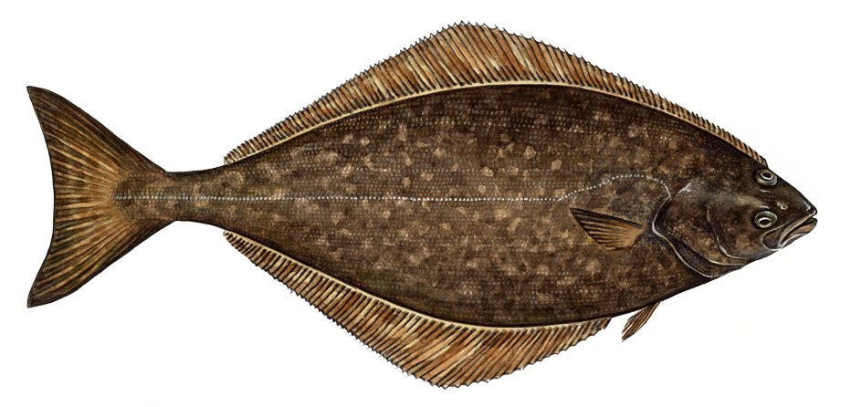 Pacific halibut Halibut seafood recommendation | Seafood Watch