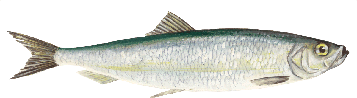 Atlantic herring Herring seafood recommendation | Seafood Watch