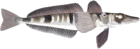 Mackerel icefish Icefish seafood recommendation | Seafood Watch