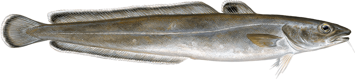 Pink cusk-eel Ling seafood recommendation | Seafood Watch