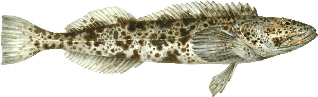 Lingcod Lingcod seafood recommendation | Seafood Watch