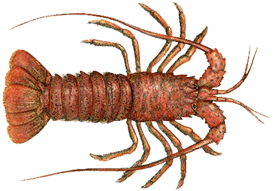 California spiny lobster Lobster seafood recommendation | Seafood Watch