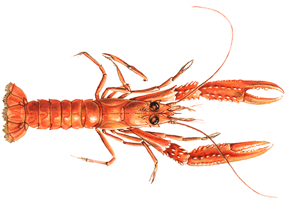 Norway lobster Lobster seafood recommendation | Seafood Watch