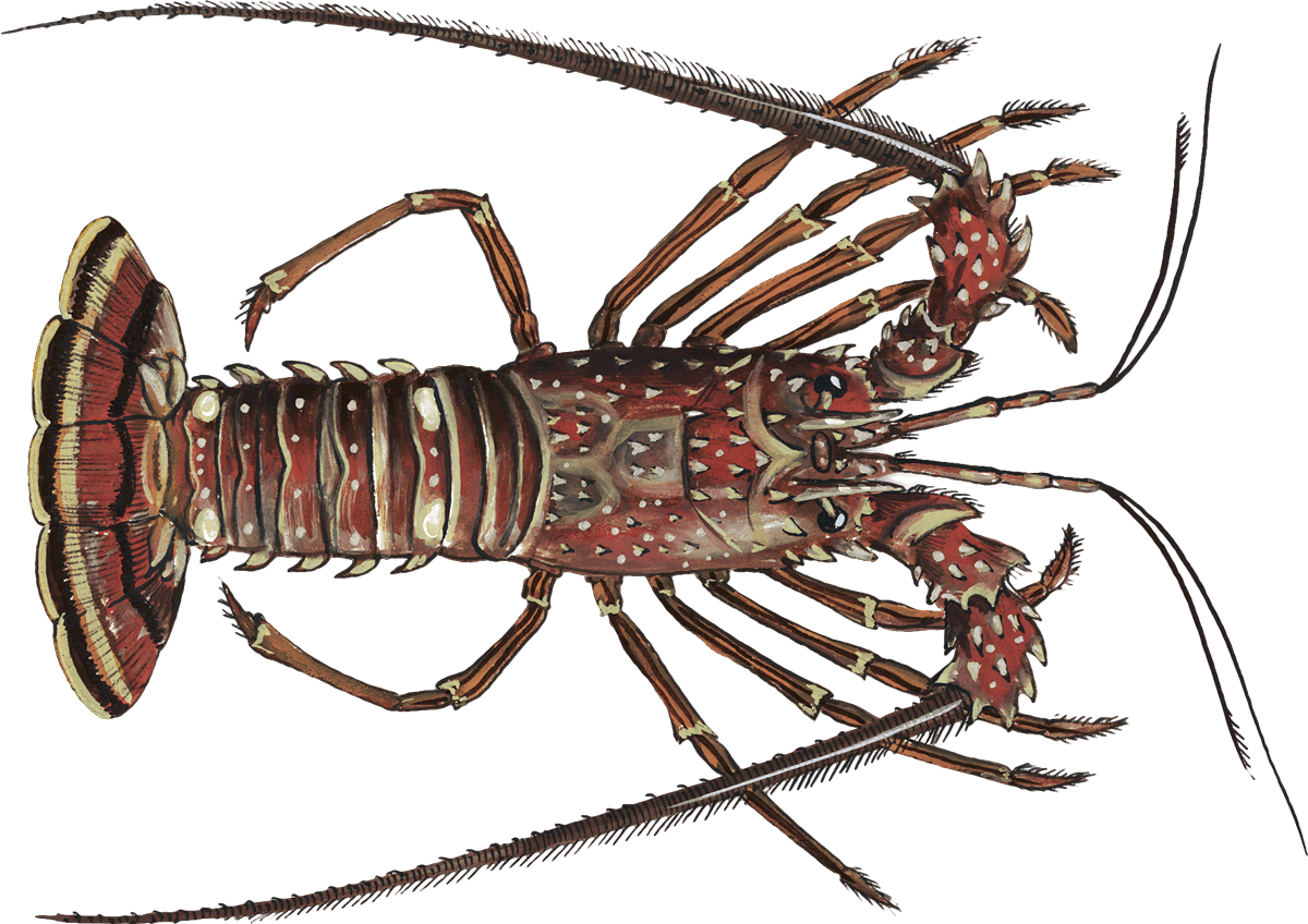 Caribbean Spiny Lobster Caribbean Spiny Lobster (Panulirus Argus) Our