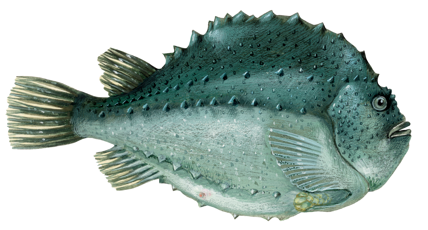 Lumpfish