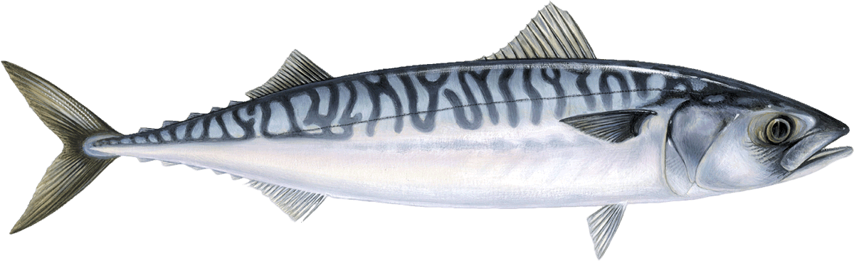 Atlantic mackerel Mackerel seafood recommendation | Seafood Watch
