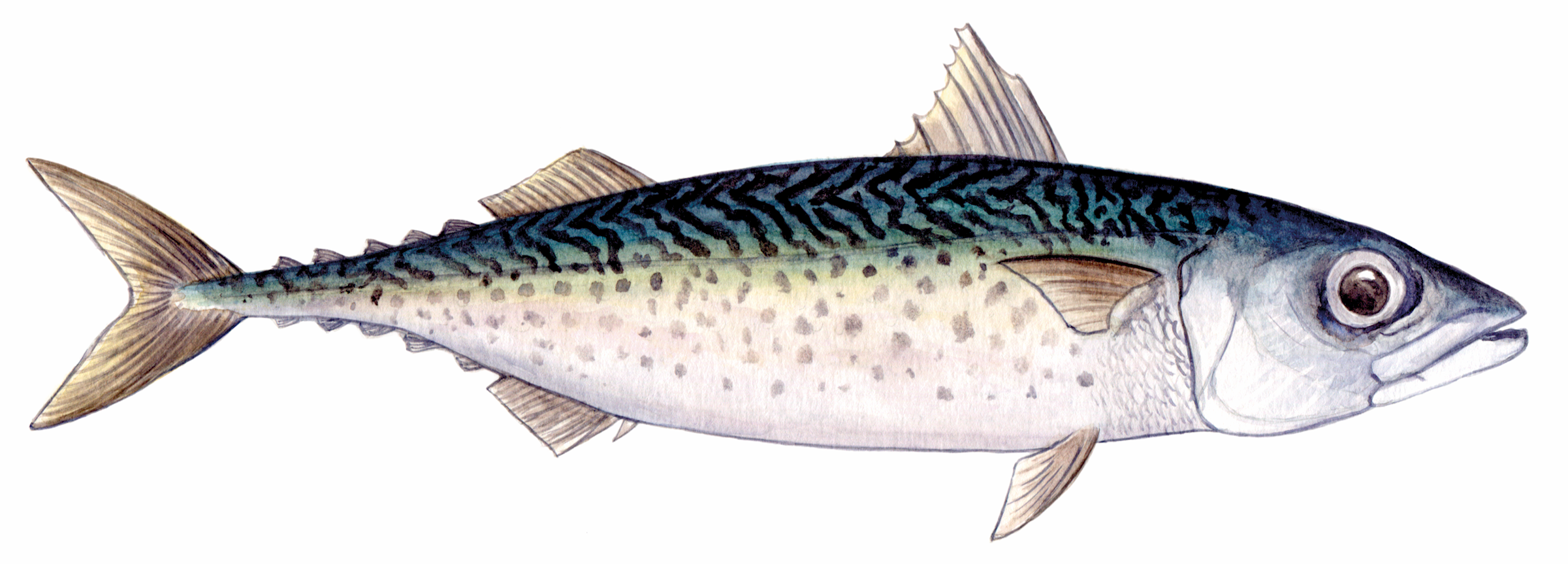 Atlantic chub mackerel Mackerel seafood recommendation | Seafood Watch