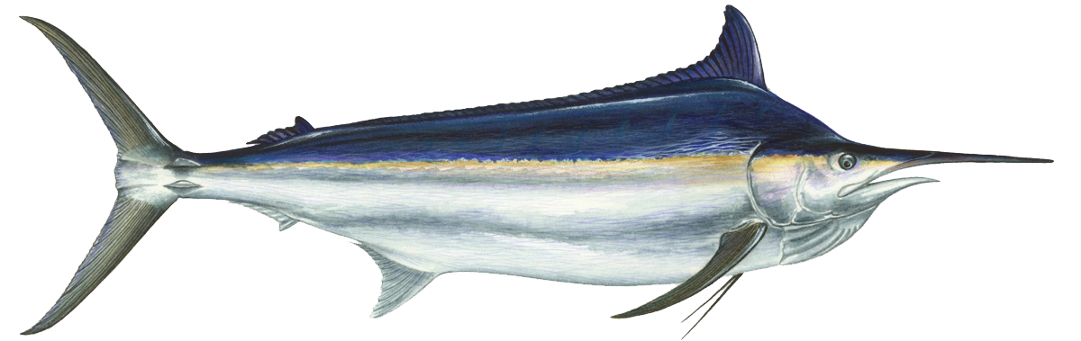 Sustainable swordfish and marlin guide | Seafood Watch